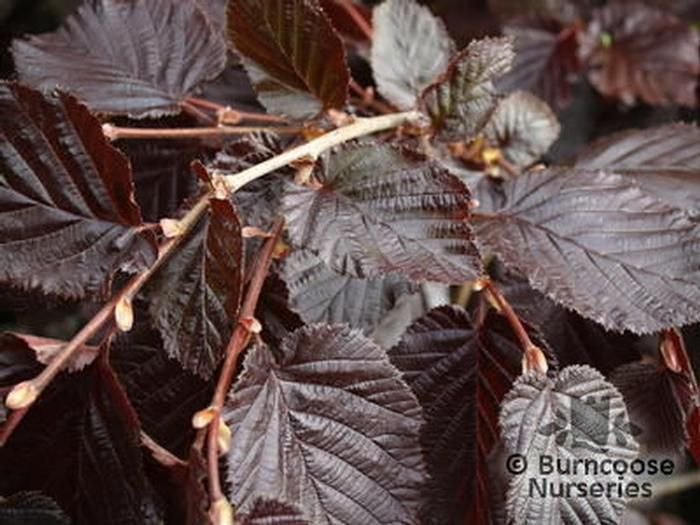 Corylus Maxima 'Purpurea' from Burncoose Nurseries