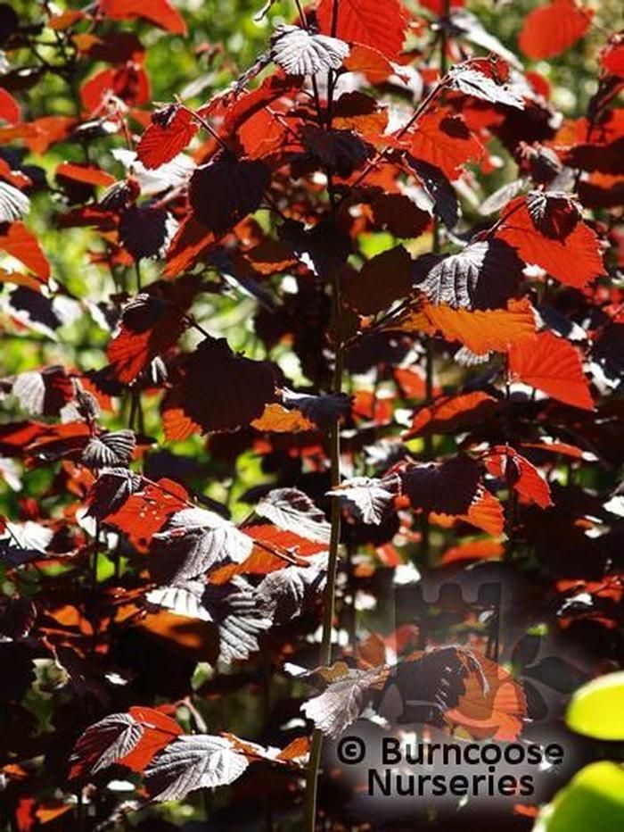 Corylus Maxima 'Purpurea' from Burncoose Nurseries