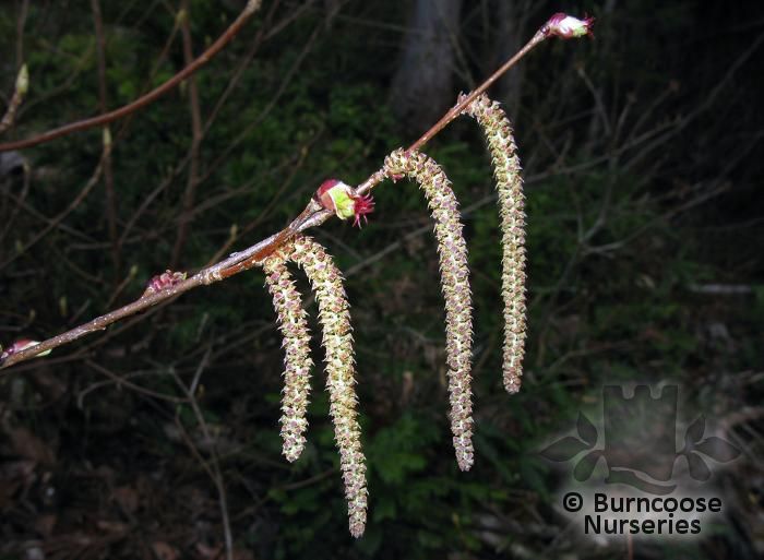 Corylus from Burncoose Nurseries