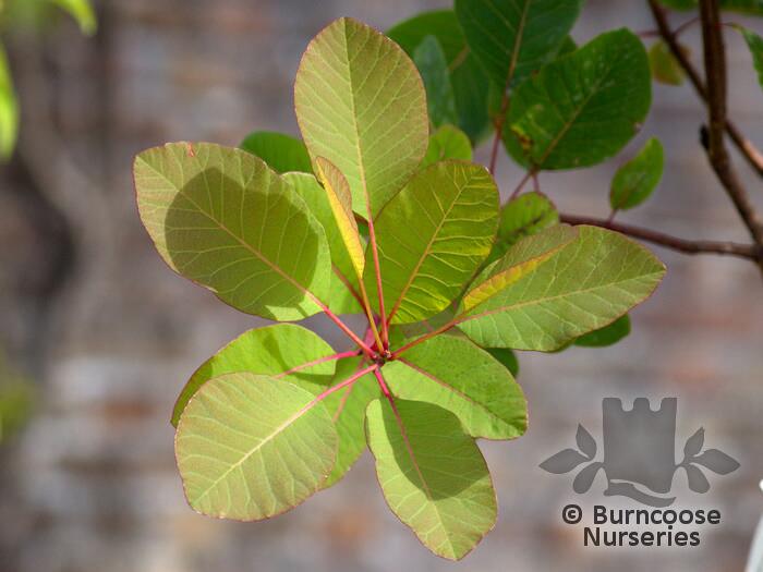 Cotinus Coggygria 'Flame' from Burncoose Nurseries