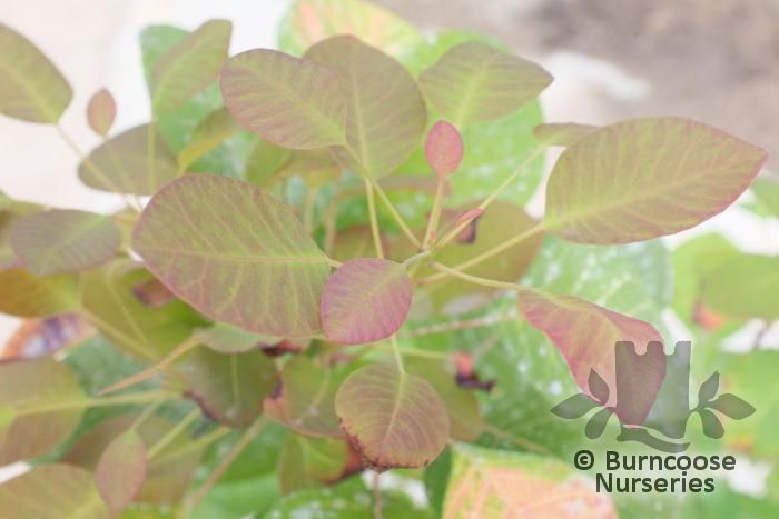Cotinus Coggygria Flamissimo from Burncoose Nurseries