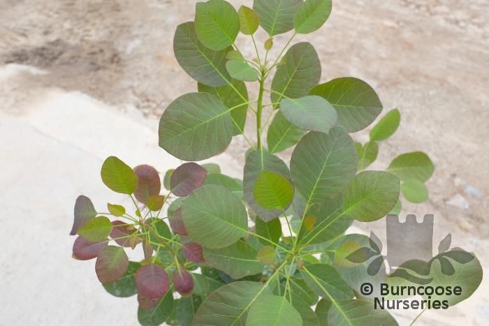 Cotinus Coggygria Flamissimo from Burncoose Nurseries