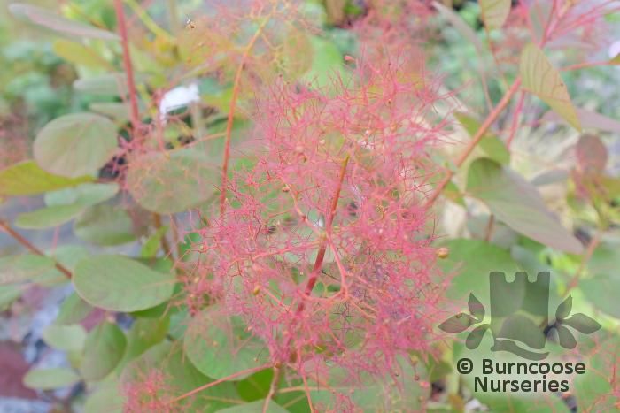 Cotinus Coggygria Flamissimo from Burncoose Nurseries