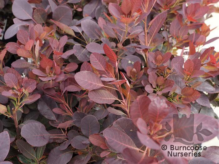 Cotinus Coggygria 'Lilla' from Burncoose Nurseries