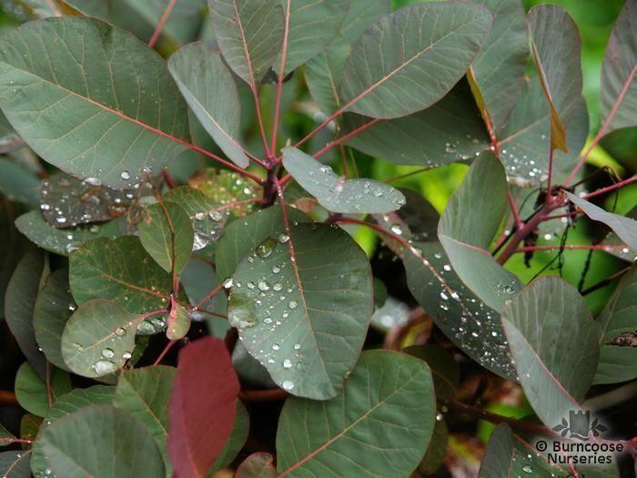 Cotinus 'Grace' from Burncoose Nurseries
