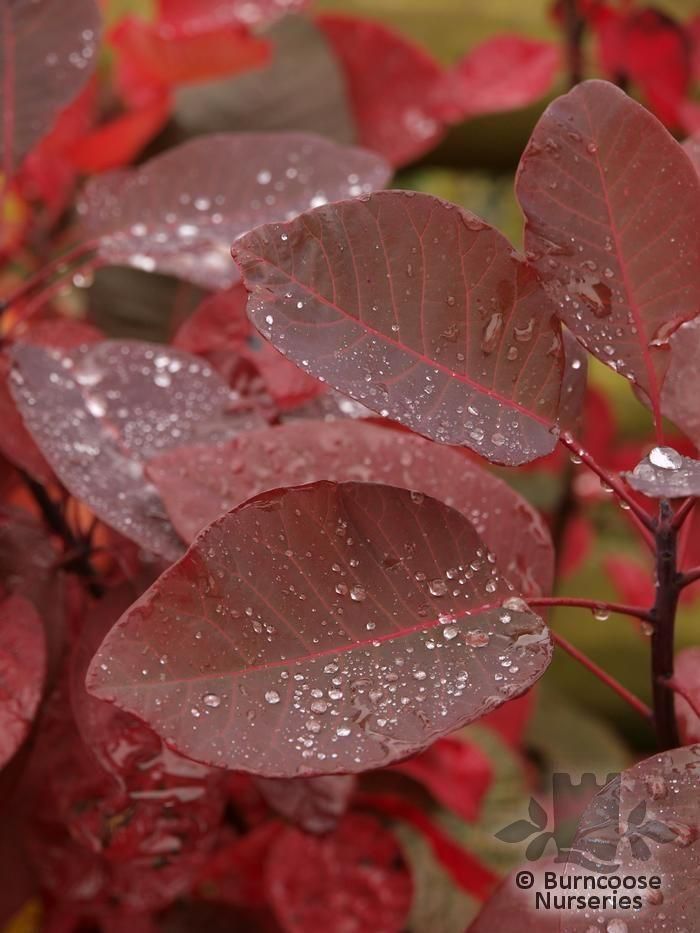 Cotinus 'Grace' from Burncoose Nurseries