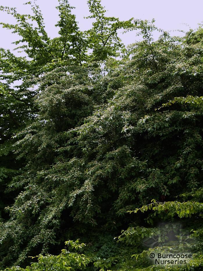Cotoneaster from Burncoose Nurseries - Page 1