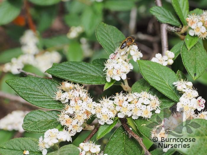 Cotoneaster Franchetii from Burncoose Nurseries