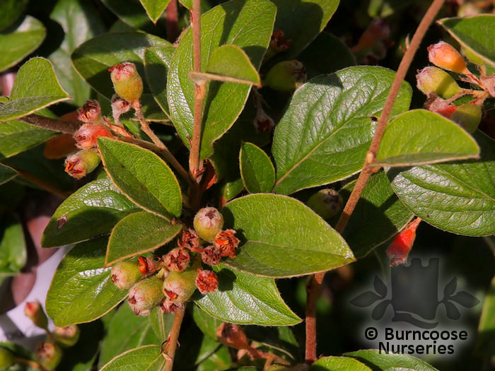 Cotoneaster Franchetii from Burncoose Nurseries