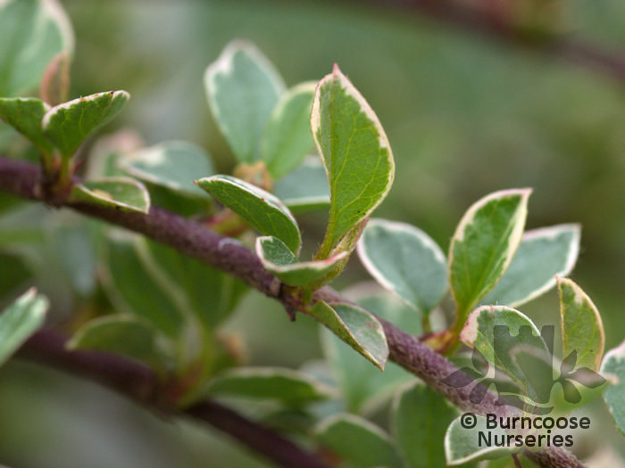 Cotoneaster Horizontalis 'Variegatus' from Burncoose Nurseries
