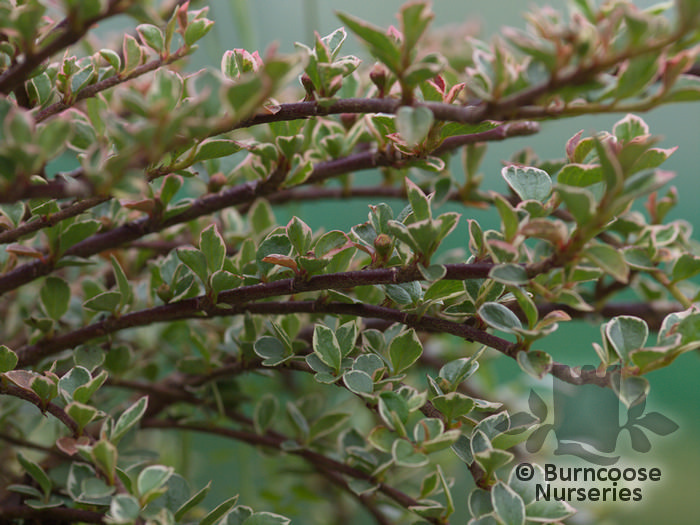 Cotoneaster Horizontalis 'Variegatus' from Burncoose Nurseries