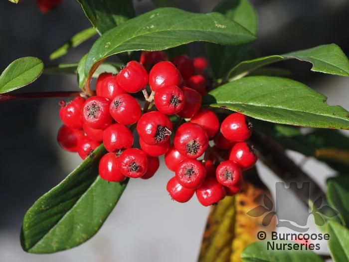 Cotoneaster Hybridus Pendulus from Burncoose Nurseries