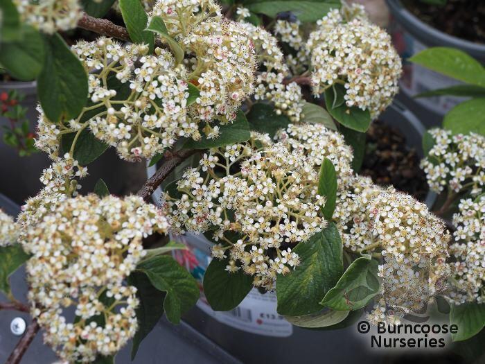 Cotoneaster Lacteus from Burncoose Nurseries
