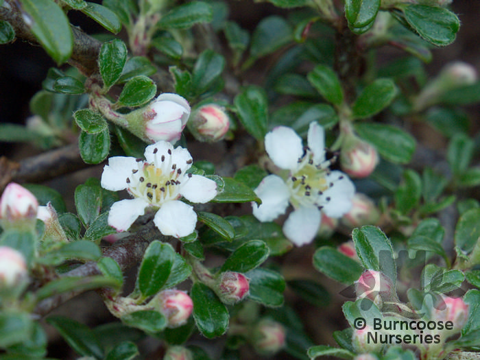 Cotoneaster Microphyllus from Burncoose Nurseries