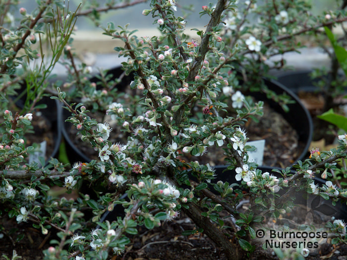 Cotoneaster Microphyllus from Burncoose Nurseries
