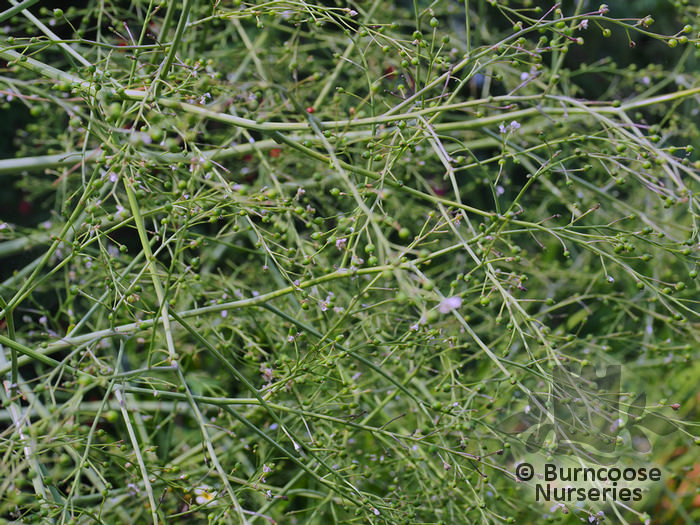 Crambe Cordifolia from Burncoose Nurseries
