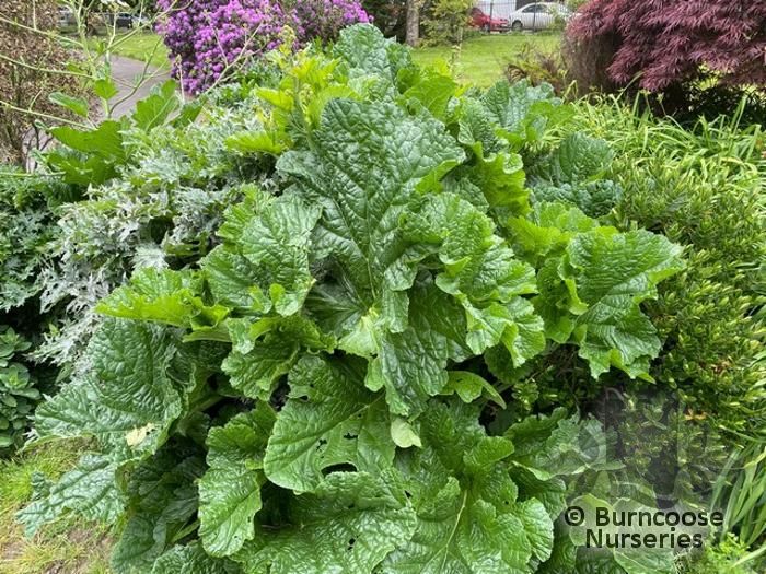 Crambe Cordifolia from Burncoose Nurseries