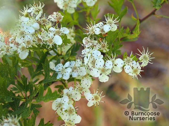 Crataegus Ambigua from Burncoose Nurseries