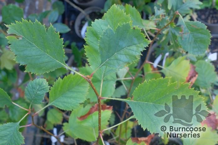 Crataegus Arnoldiana from Burncoose Nurseries