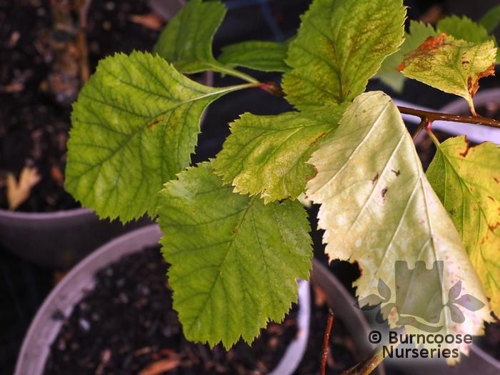 Crataegus Arnoldiana from Burncoose Nurseries