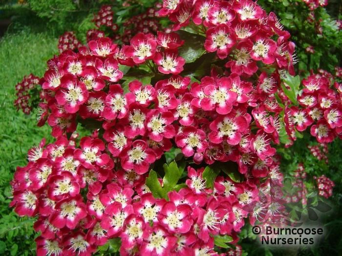 Crataegus Laevigata 'Crimson Cloud' from Burncoose Nurseries