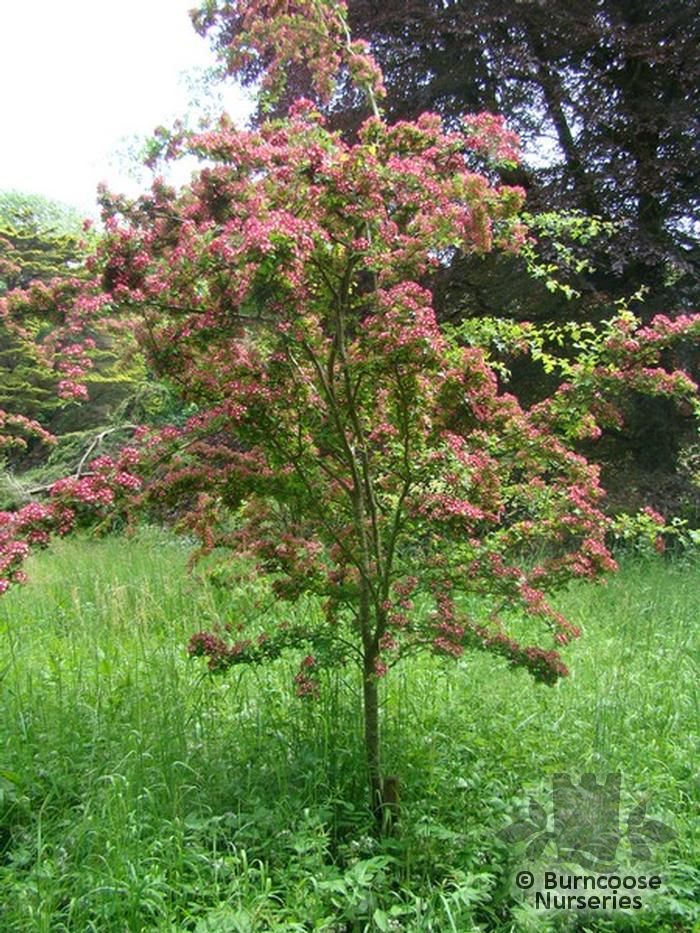 Crataegus Laevigata 'Crimson Cloud' from Burncoose Nurseries