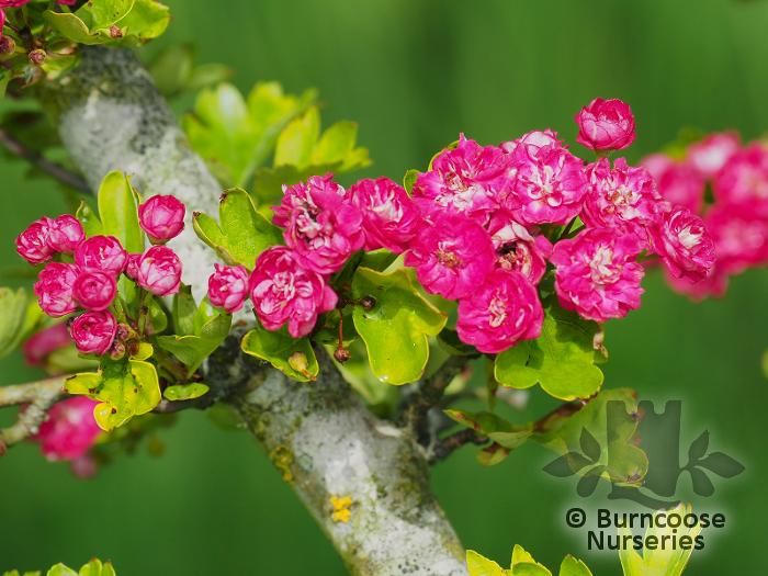 Crataegus Laevigata 'Rosea Plena' from Burncoose Nurseries
