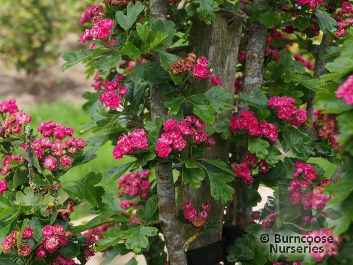 Crataegus Laevigata 'Rosea Plena' from Burncoose Nurseries