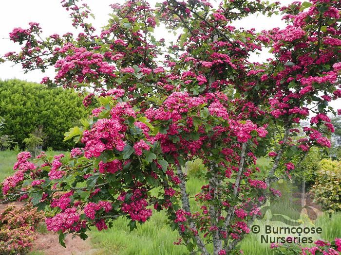Crataegus Laevigata 'Rosea Plena' from Burncoose Nurseries