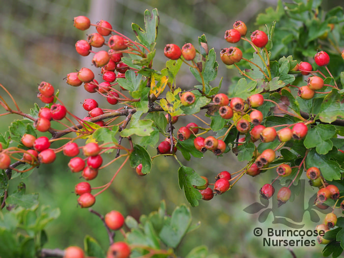 Crataegus Monogyna from Burncoose Nurseries