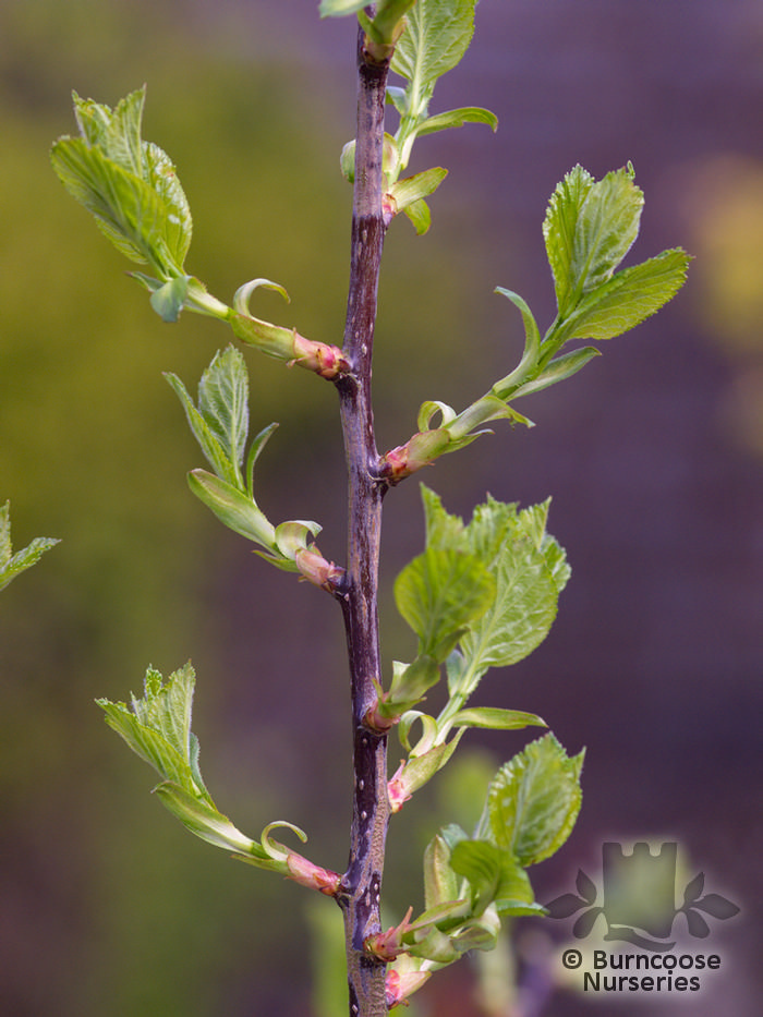 Crataegus Persimilis 'Prunifolia' from Burncoose Nurseries