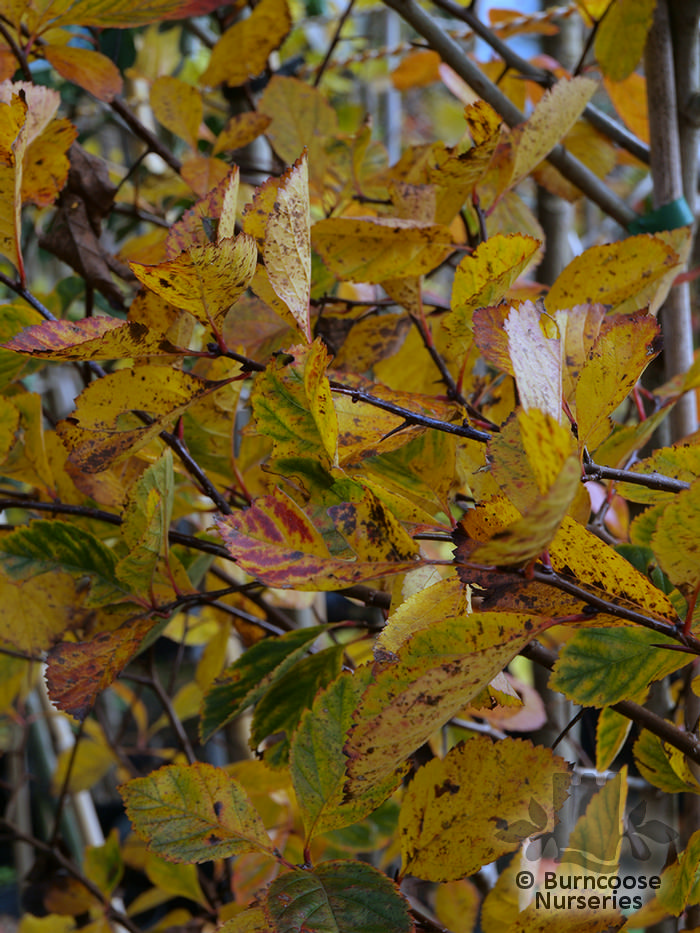 Crataegus Persimilis 'Prunifolia' from Burncoose Nurseries