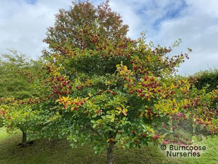 Crataegus Persimilis 'Prunifolia' from Burncoose Nurseries