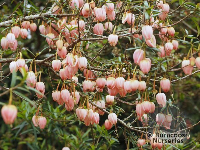 Crinodendron Hookerianum 'Ada Hoffman' from Burncoose Nurseries