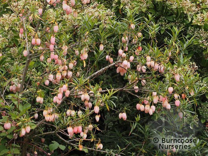 Crinodendron Hookerianum 'Ada Hoffman' from Burncoose Nurseries