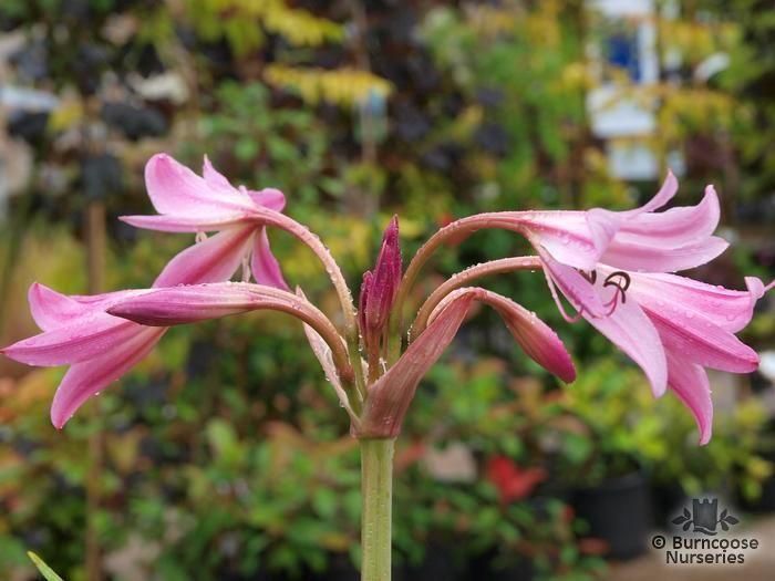Crinum X Powellii from Burncoose Nurseries