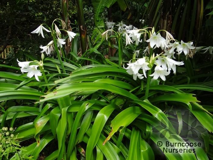 Crinum Moorei F.Album from Burncoose Nurseries