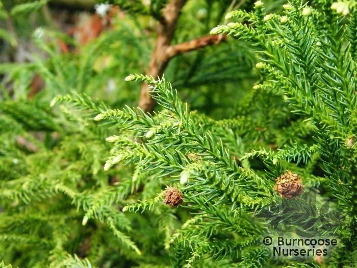Cryptomeria from Burncoose Nurseries