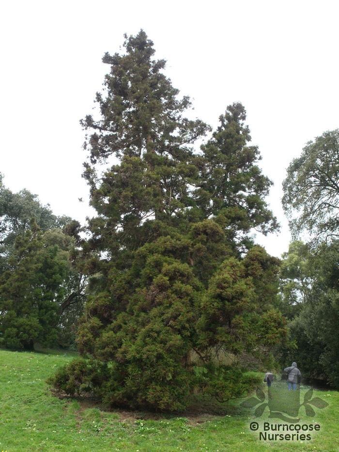 Cryptomeria from Burncoose Nurseries