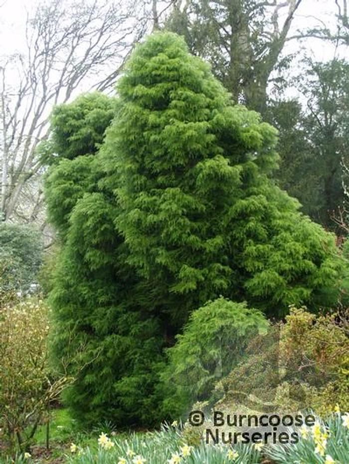 Cryptomeria Japonica 'Elegans' from Burncoose Nurseries