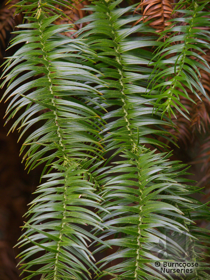 Cunninghamia from Burncoose Nurseries