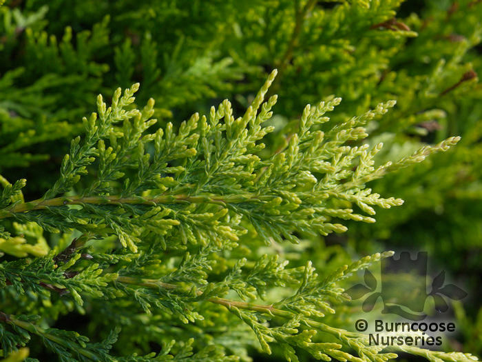X Cupressocyparis Leylandii 'Castlewellan' from Burncoose Nurseries