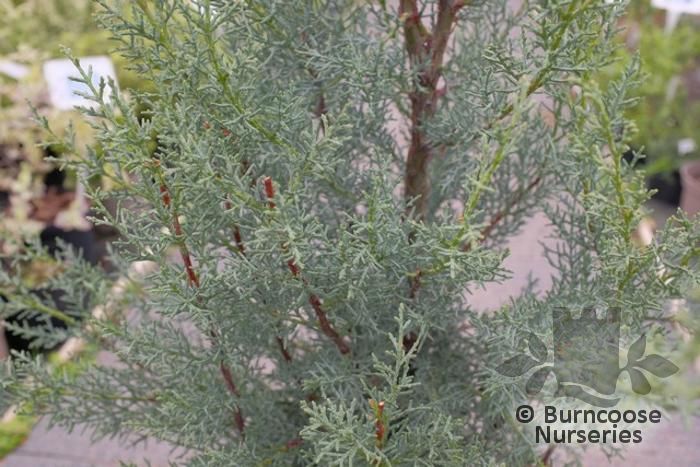 Cupressus Arizonica 'Fastigiata' from Burncoose Nurseries