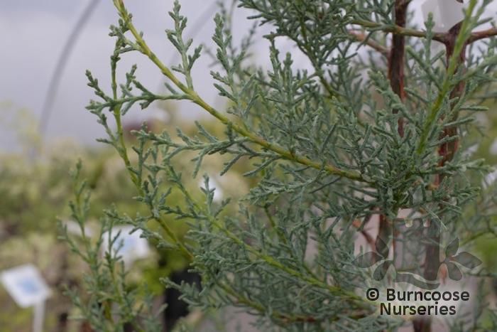 Cupressus Arizonica 'Fastigiata' from Burncoose Nurseries