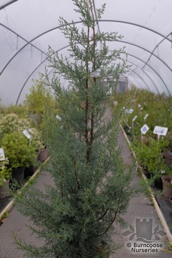 Cupressus Arizonica 'Fastigiata' from Burncoose Nurseries