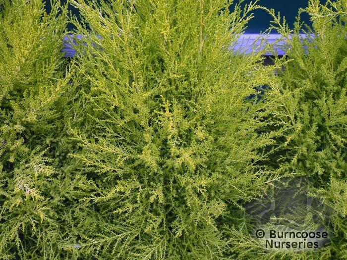 Cupressus Macrocarpa 'Goldcrest' from Burncoose Nurseries