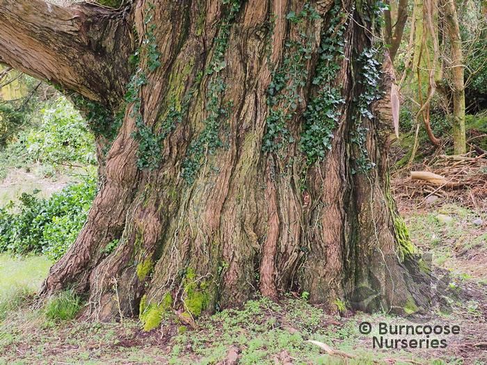 Cupressus Macrocarpa from Burncoose Nurseries