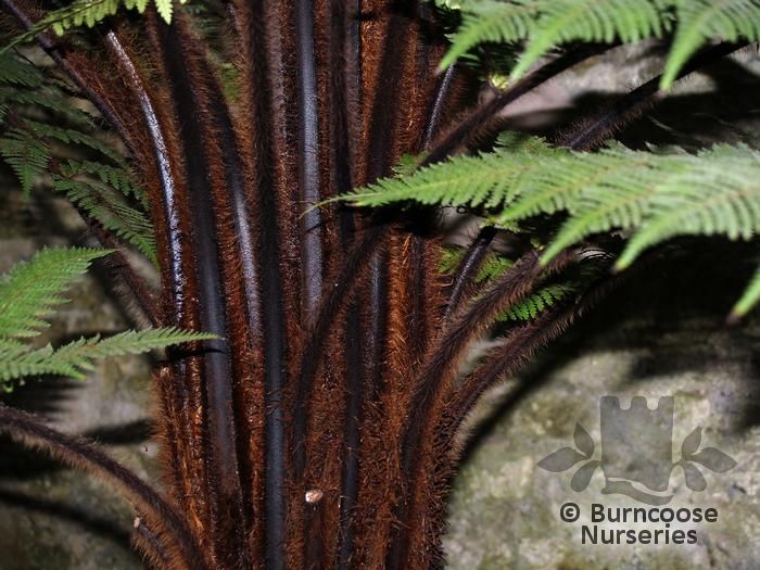 Cyathea Dealbata from Burncoose Nurseries