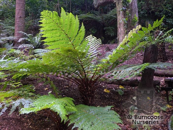 Cyathea Smithii from Burncoose Nurseries