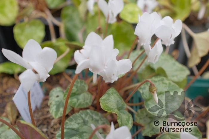 Cyclamen Hederifolium 'Album' from Burncoose Nurseries